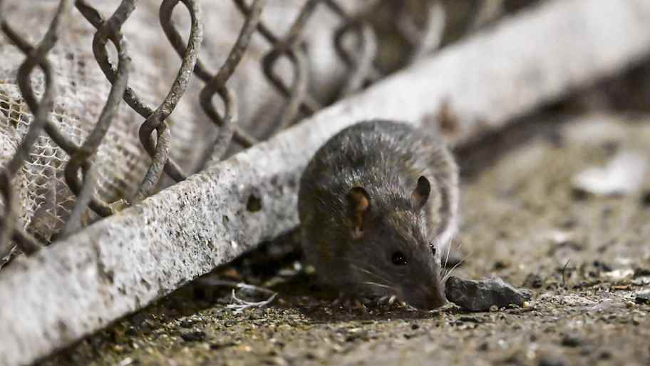 This ‘Garbage and Rats' Tour Highlights New York City's Rodent Residents