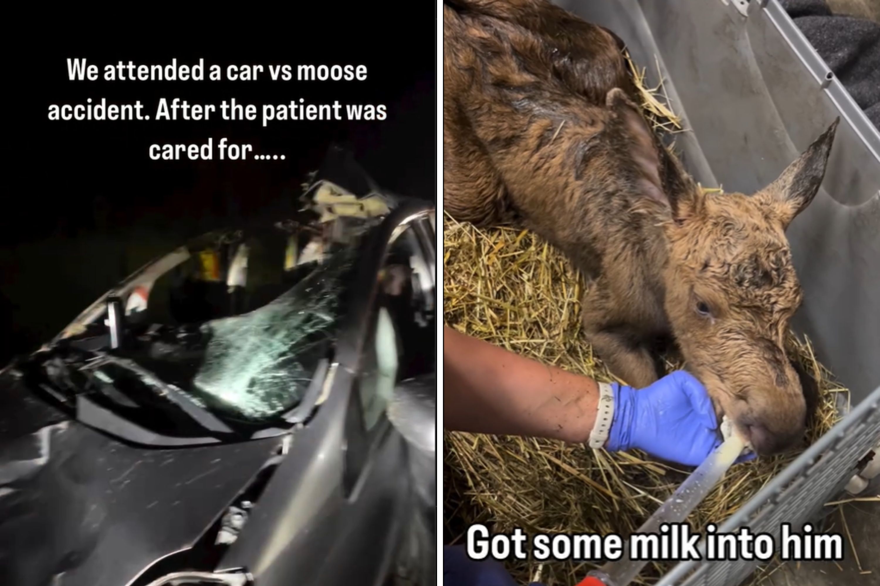 Car crash kills moose—paramedics weren't ready for what was in the ditch