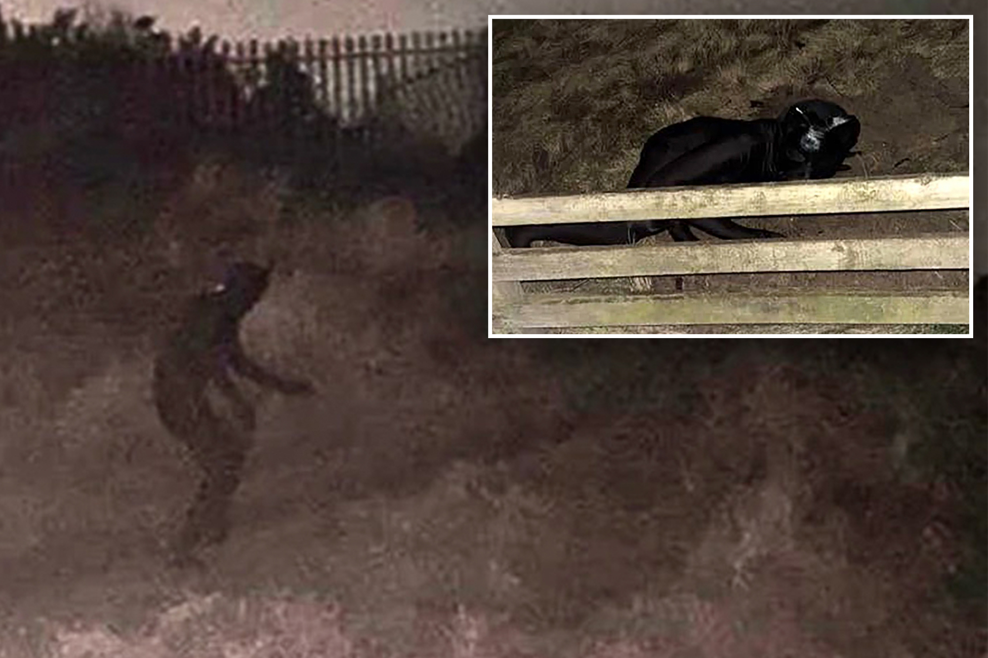 Mystery ‘gimp’ in full-body cat suit freaks out town with jump scares ...