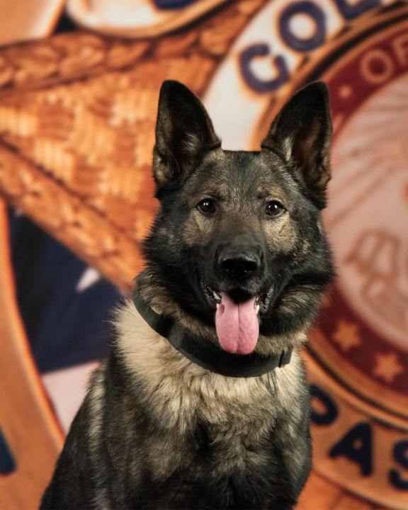 ‘A force multiplier:’ EPSO’s newest K9 Mako and handler to patrol the ...