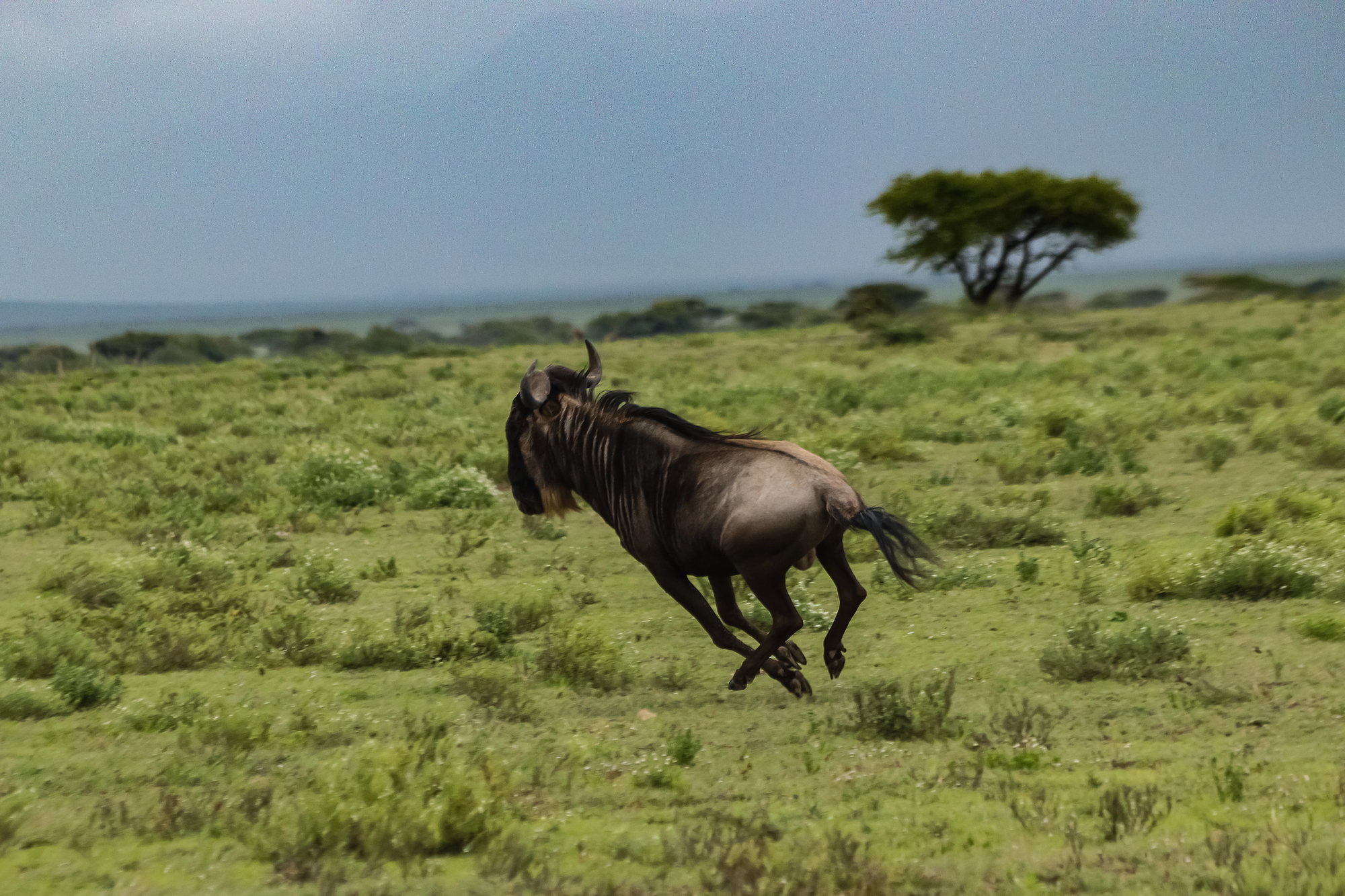 16 Animals That Migrate in Large Groups
