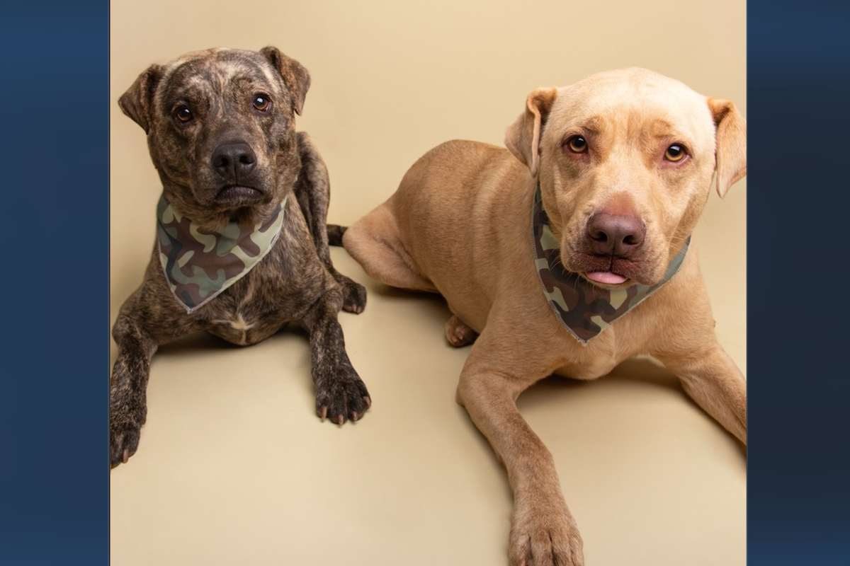 Shelter fights to keep dog brothers together after NYPD cop owner dies ...