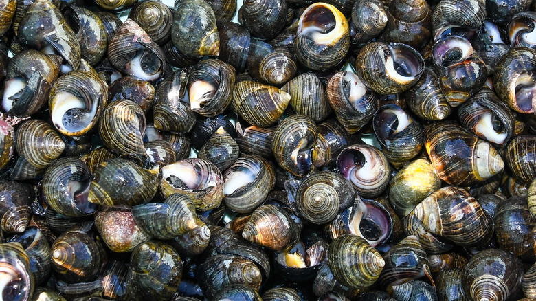 What Is Periwinkle Meat And How Do You Eat It?