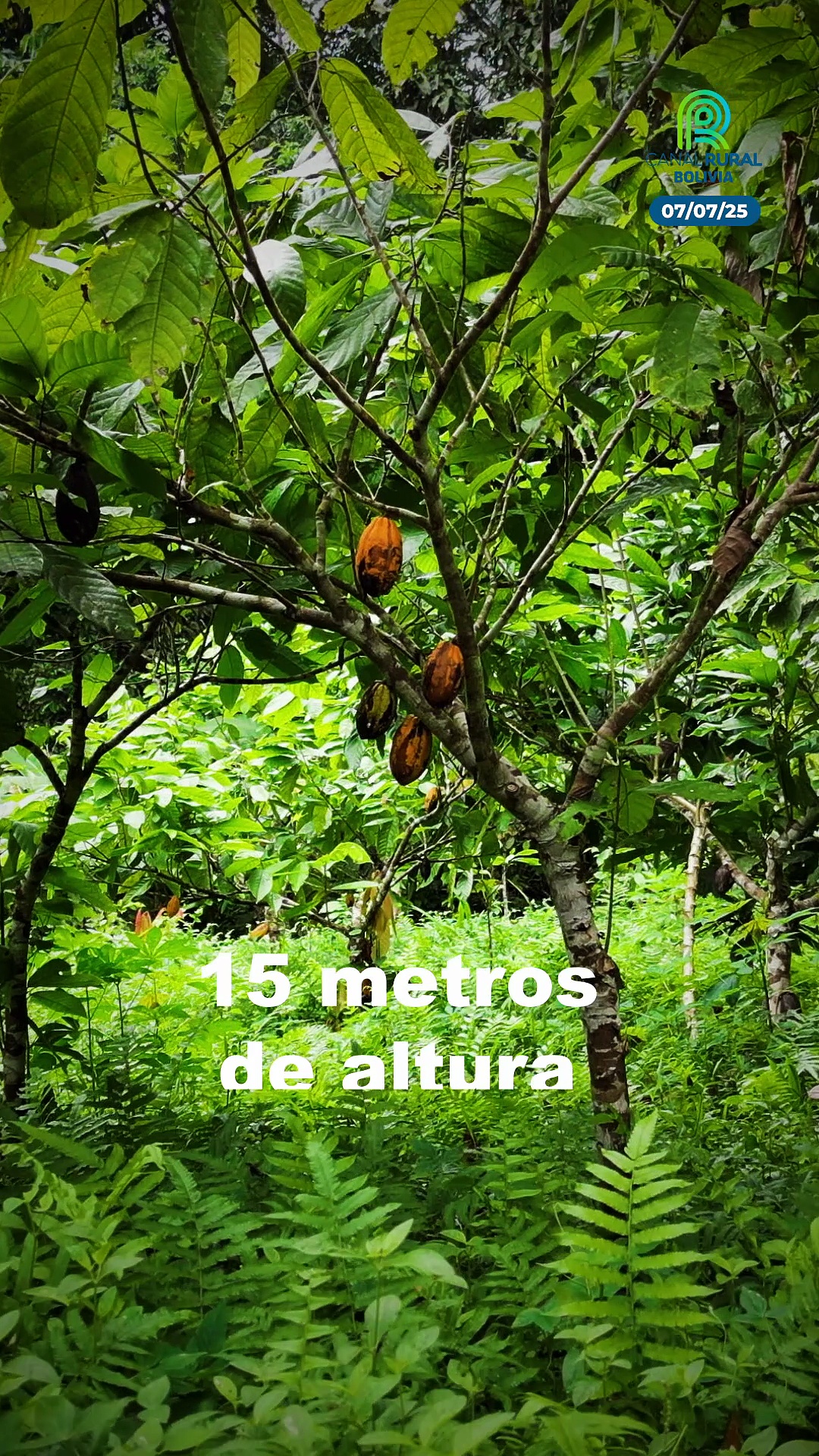 Cinco cosas que no sabías sobre el cacao