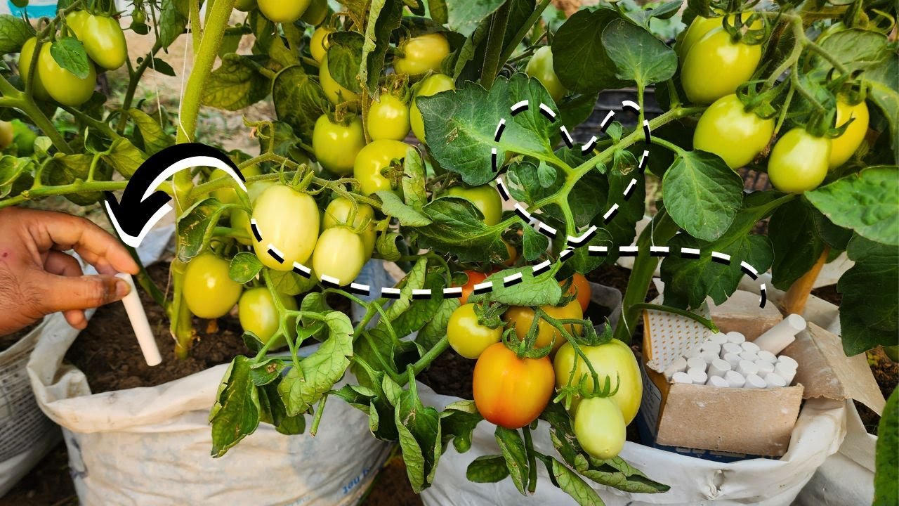 Add This Nutrient to Your Tomatoes & Cucumbers Immediately and Double ...