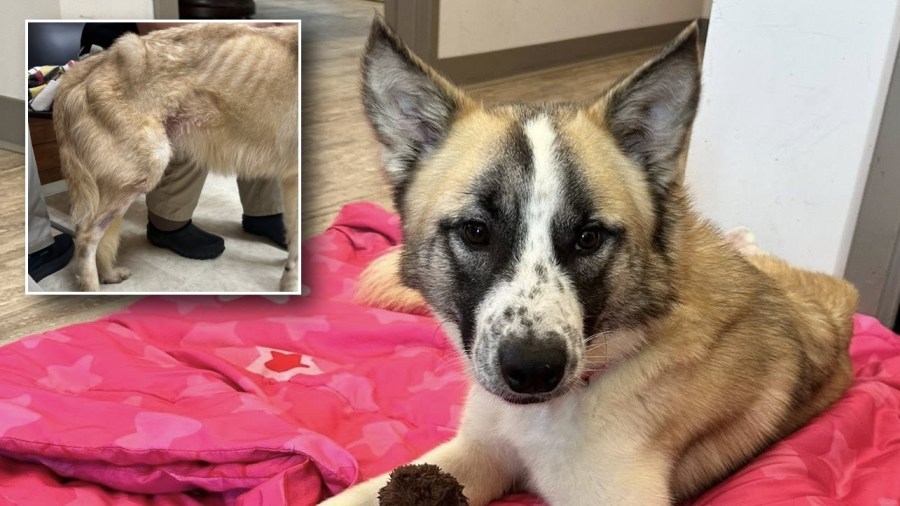 Sussex dog makes miraculous recovery after severe neglect, dying during ...