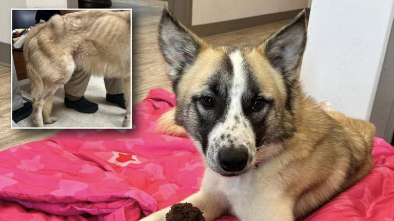Sussex dog makes miraculous recovery after severe neglect, dying during ...