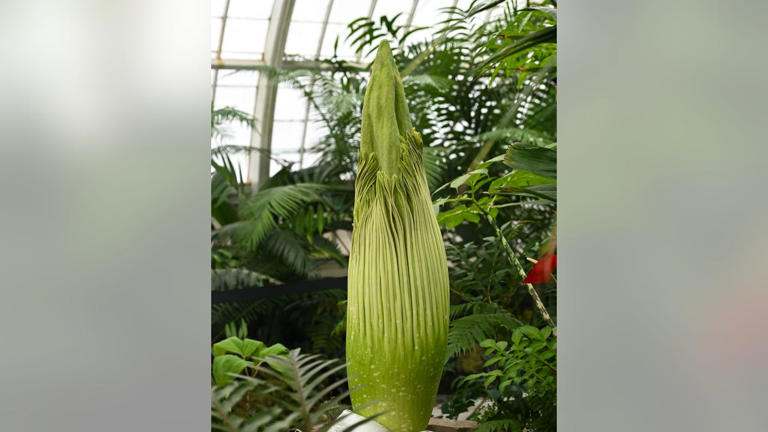 Stinky corpse flower in San Francisco is now in bloom
