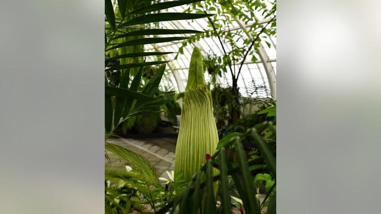 Stinky corpse flower in San Francisco is now in bloom