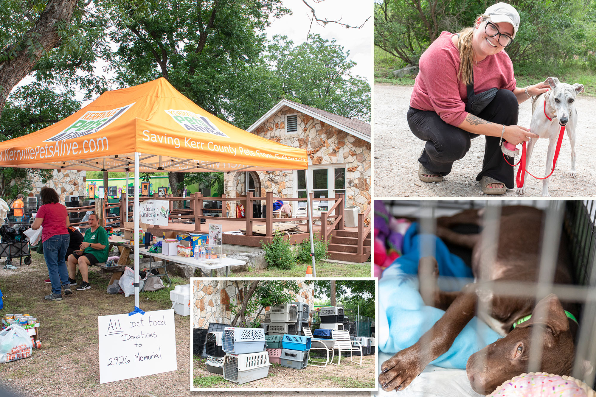 Texas animal rescue group helps ‘influx’ of missing dogs and cats as ...