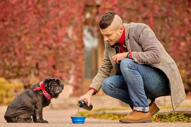 Dog Begging Secrets And How You Can End It Fast