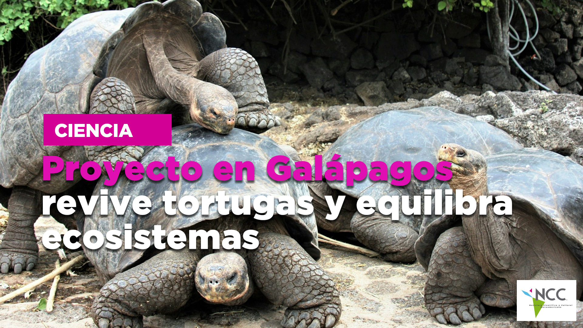 Proyecto en Galápagos revive tortugas y equilibra ecosistemas