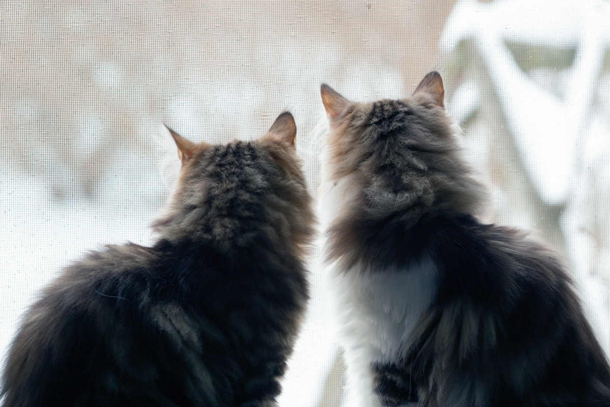 Funny Cats Have Most Hilarious Way of Spying on the Neighbors