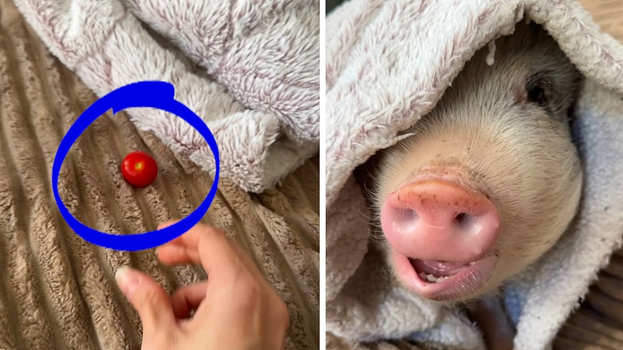 Cute pig ditches nap to hunt down a juicy cherry tomato