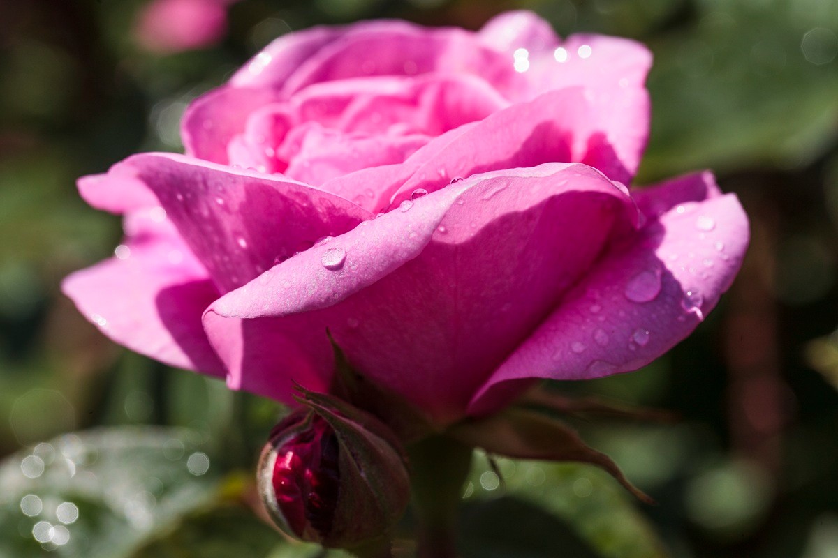 Cette rose anglaise a été élue préférée du monde en 2025