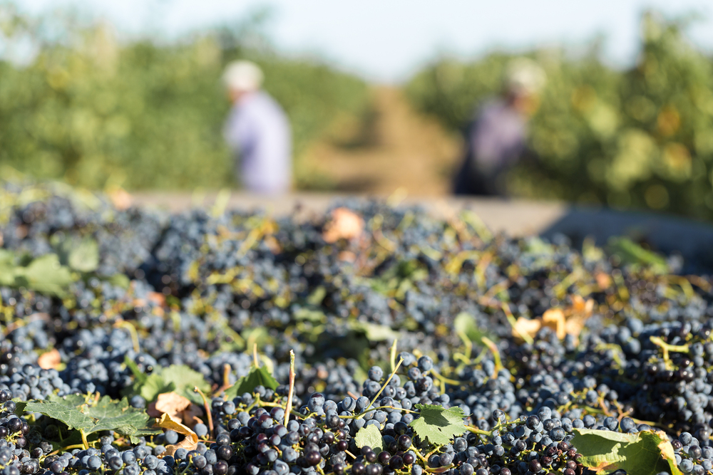 16 Napa Wineries That Welcome Budget Travelers