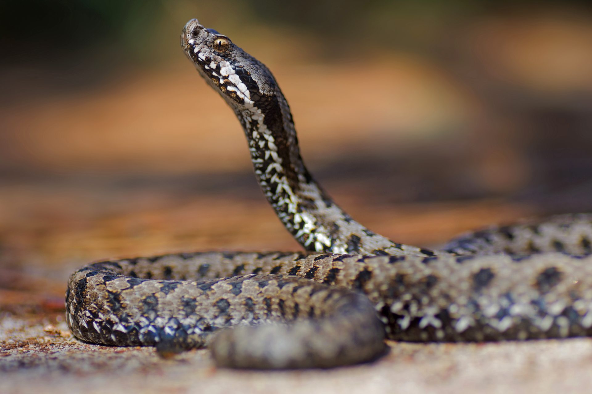 Snake bites: how to prevent and treat them