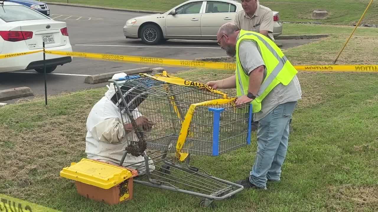 100s of bees recovered from Gilmer Walmart shopping cart