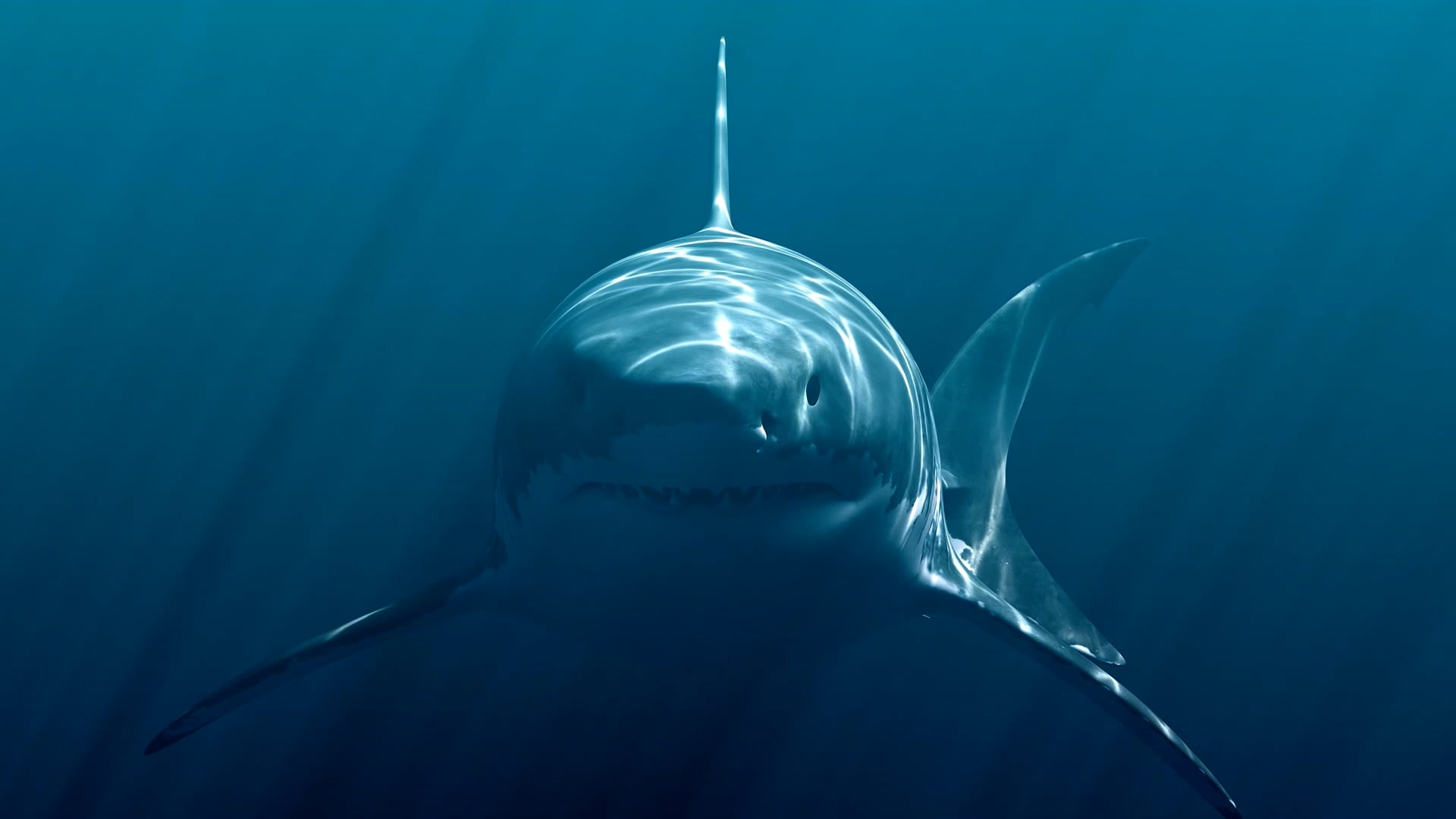 Hiu Bergerak: Rekaman Bawah Air Predator Terbesar di Laut