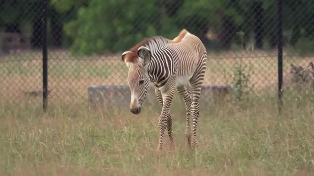 Adorable moment baby Zebra plays with older brother at zoo