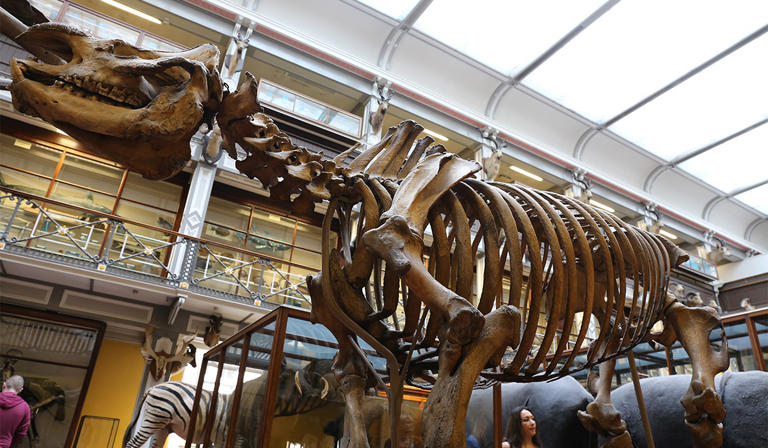 ‘Dead zoo’ finds a new haunt as beloved museum is brought back to life