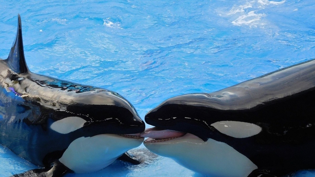 World Orca Day: Why is it celebrated on July 14 and what should we ...