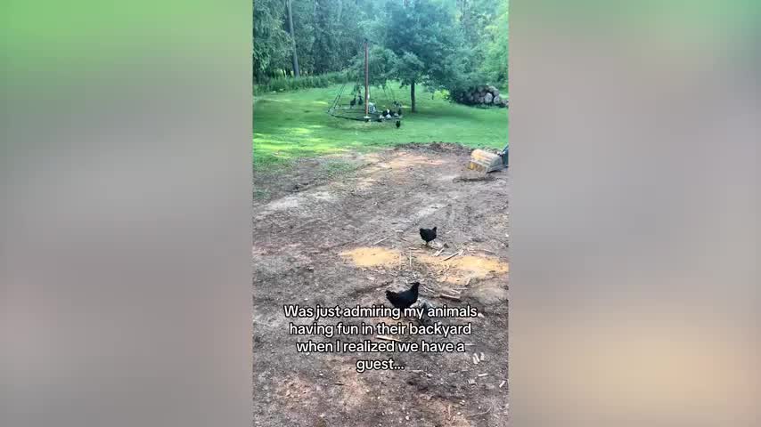 Woman Admiring Her Farm Animals Spots Feral Kittens