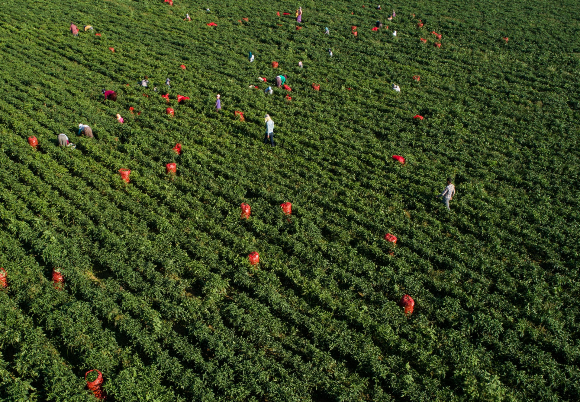 Top 10 agricultural producing countries