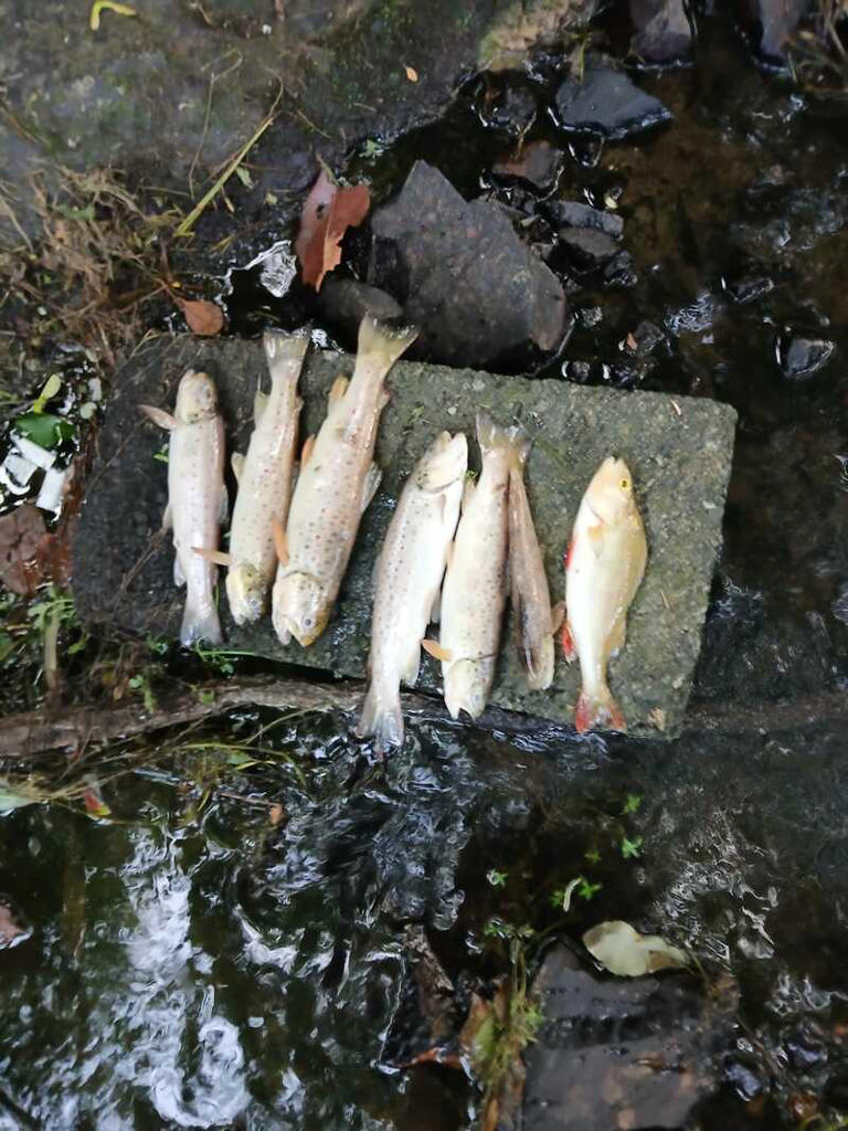 Investigation launched after more than 1,000 fish found dead in Co Cavan