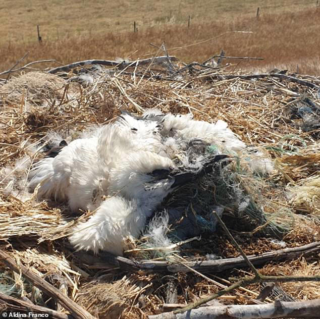 Heartbreaking footage shows birds in nests made from human debris ...