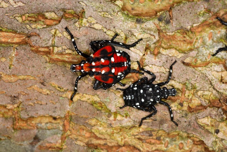 Spotting more spotted lanternflies in Ohio? Here's why, what to do if ...