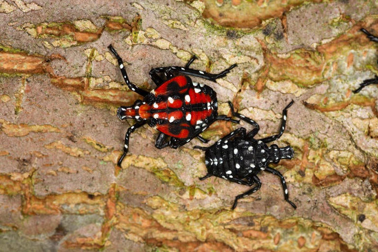 Spotting more spotted lanternflies in Ohio? Here's why, what to do if ...