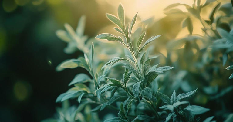 Variedades de albahaca: tipos, diferencias, usos y cultivo esencial