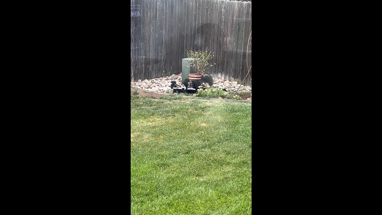 Baby Skunks in Backyard