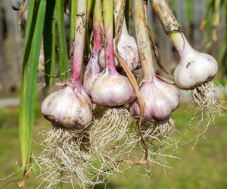 How to grow the biggest garlic ever – 6 expert steps for larger bulbs ...