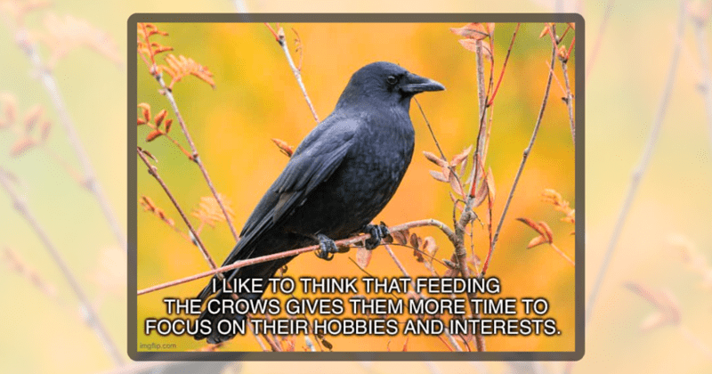 22 Crow Memes for People Who Collect Laughs Like Shiny Trinkets