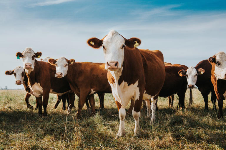 ‘Bernie Madoff of cows’ orchestrated $100M ‘ghost cattle’ Ponzi scheme ...