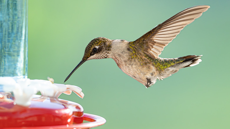 The Sweet Reason Your Hummingbird Feeder Needs This Extra Garden Feature
