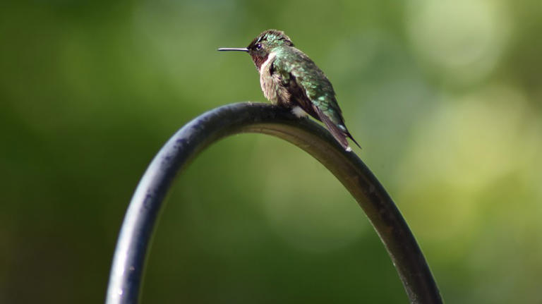 The Sweet Reason Your Hummingbird Feeder Needs This Extra Garden Feature