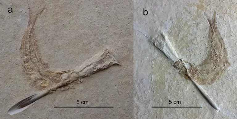 Jurassic Fish Died from Choking on a Floating Creature