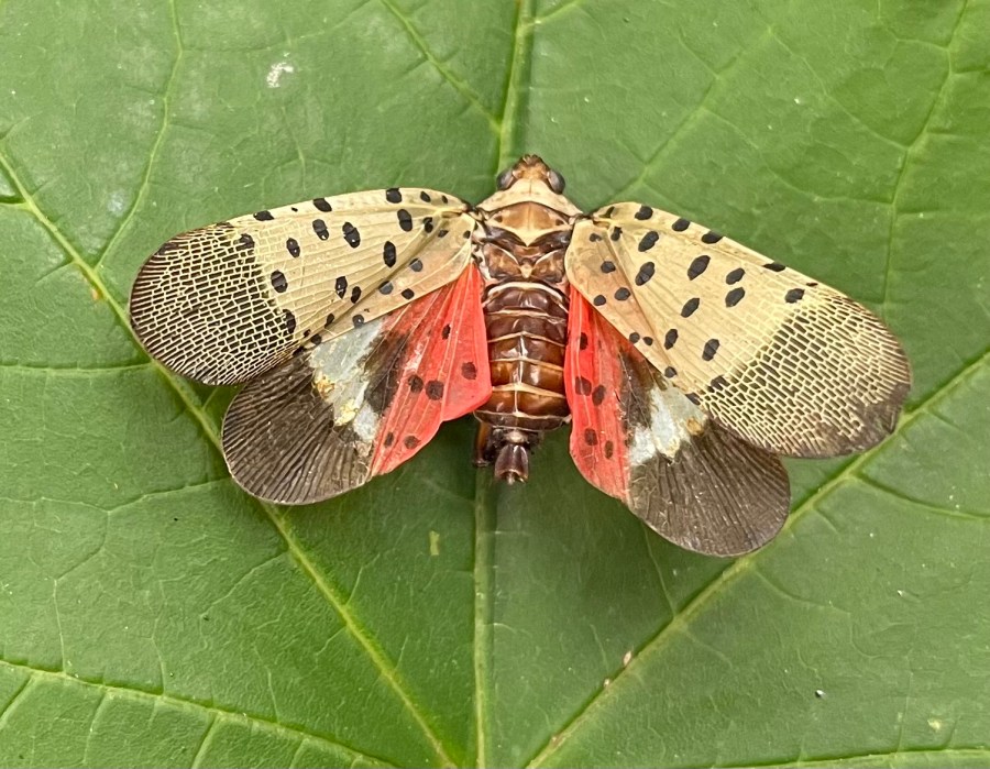 An invasive insect has made its way across several states