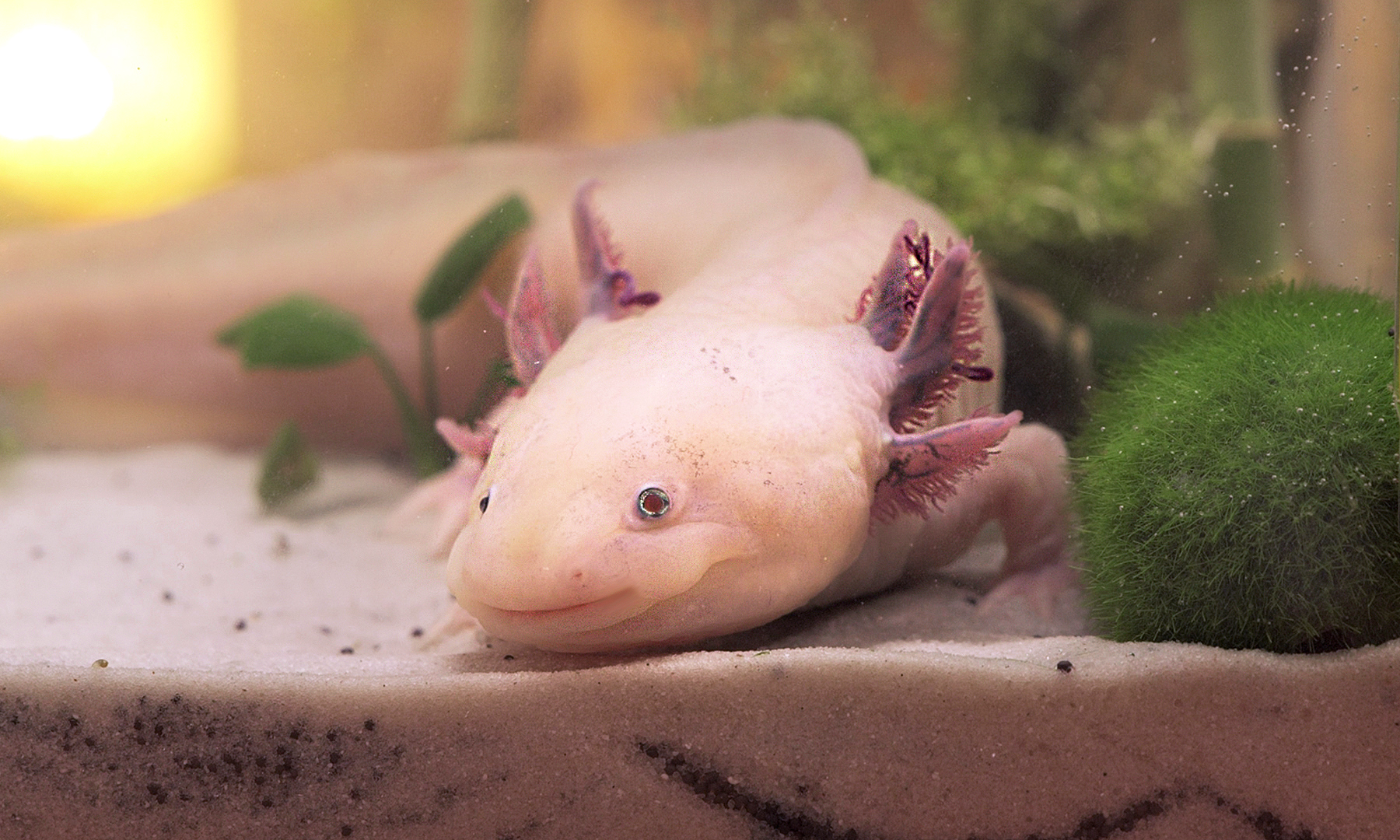 Meet my AXOLOTL — his name is Woody!😇