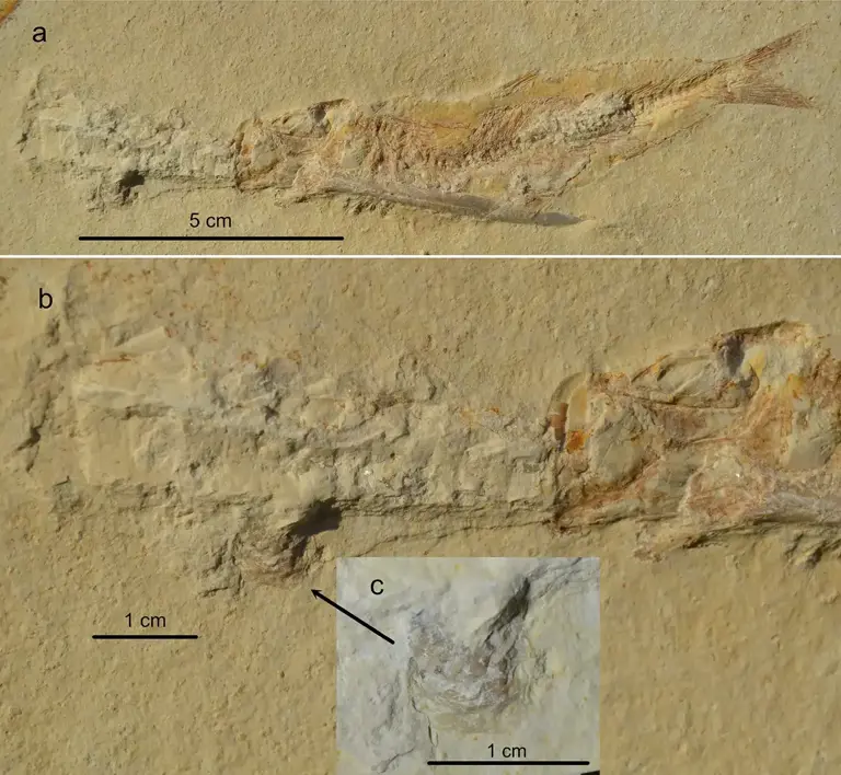 Jurassic Fish Died from Choking on a Floating Creature
