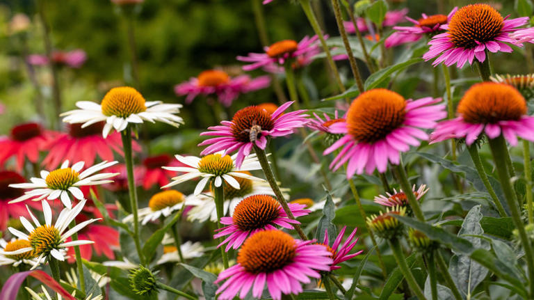 15 Varieties Of Coneflower You Can Grow From Seed For A Budget-Friendly ...