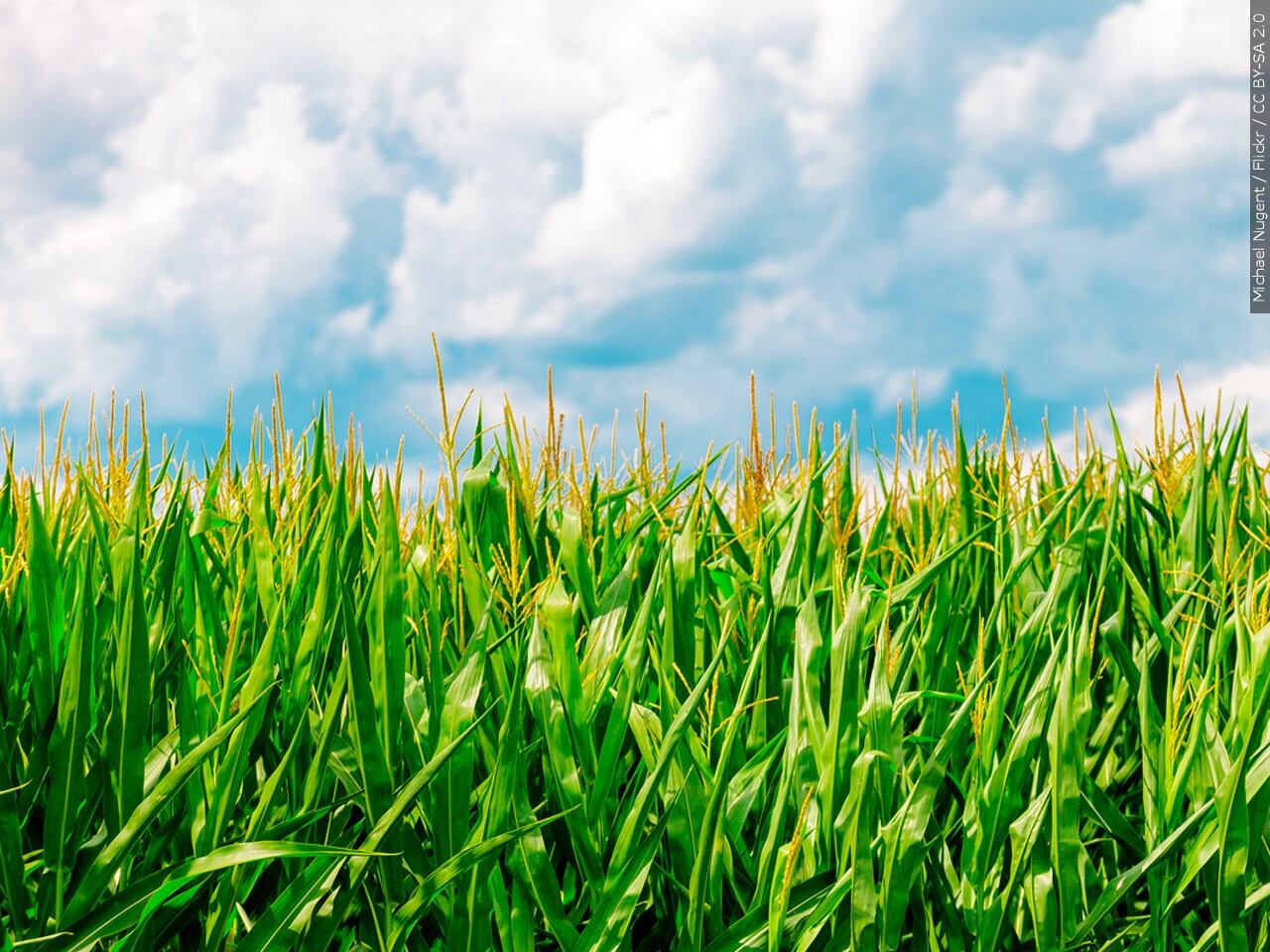 Congress, state lawmakers move to juice aviation biofuel production