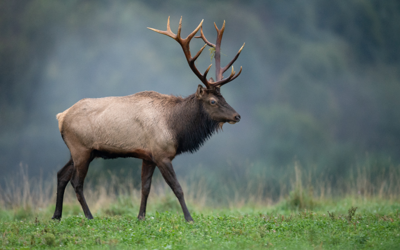 Chase Epic Elk in Pennsylvania’s 2025 Lottery Hunt