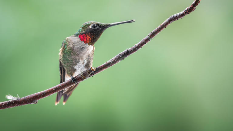 The Sweet Reason Your Hummingbird Feeder Needs This Extra Garden Feature
