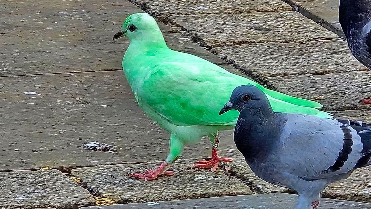 Pombo verde tem causado indignação entre ativistas dos direitos dos animais