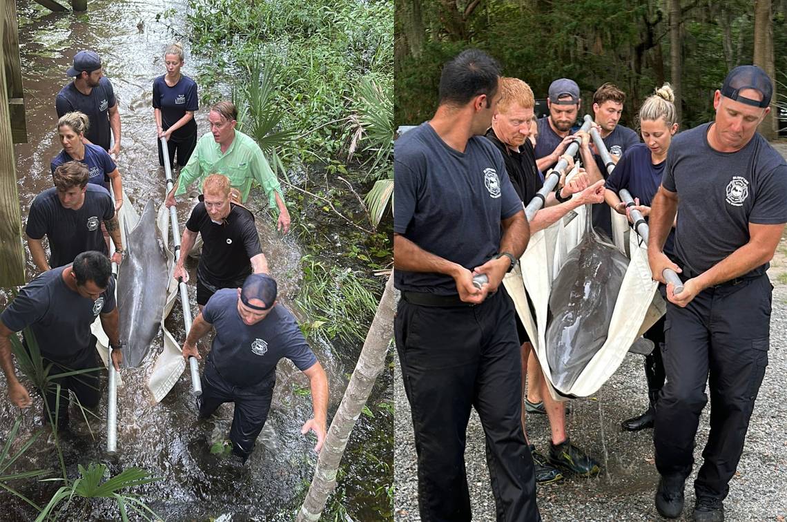 Bluffton's ‘Lucky' rescue: Stranded dolphin saved by firefighters ...