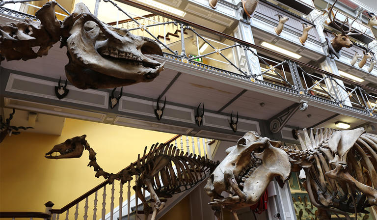 ‘Dead zoo’ finds a new haunt as beloved museum is brought back to life